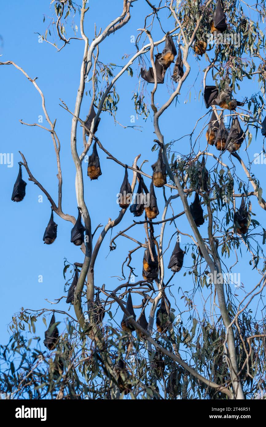 Grey-headed flying fox, Pteropus poliocephalus, afternoon, hanging in ...