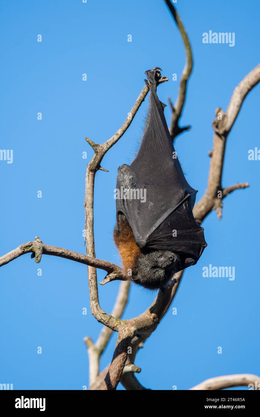 Grey Headed Flying Fox Pteropus Poliocephalus Afternoon Hanging In