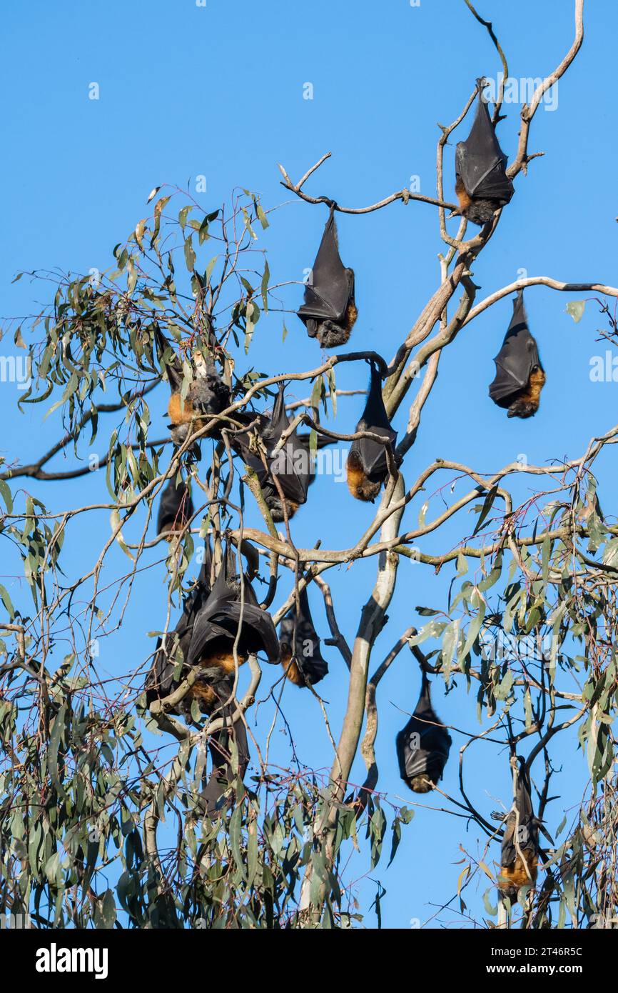 Grey-headed flying fox, Pteropus poliocephalus, afternoon, hanging in ...