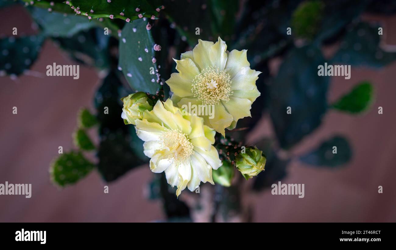 Beautiful cactus flowers with black background. Close up of cactus ...