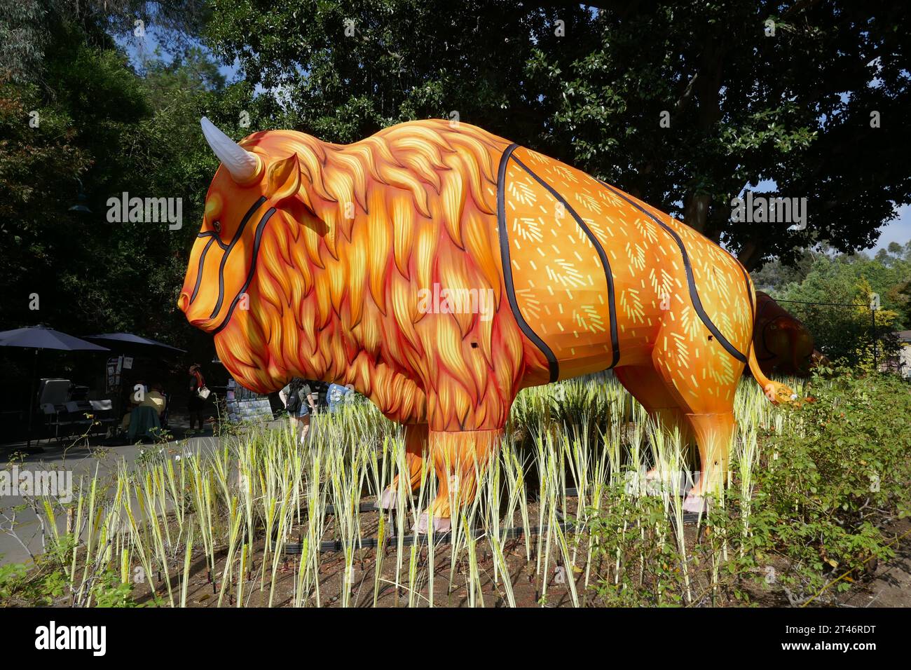Los Angeles, California, USA 27th October 2023 Zoo Lights Bison Buffalo ...