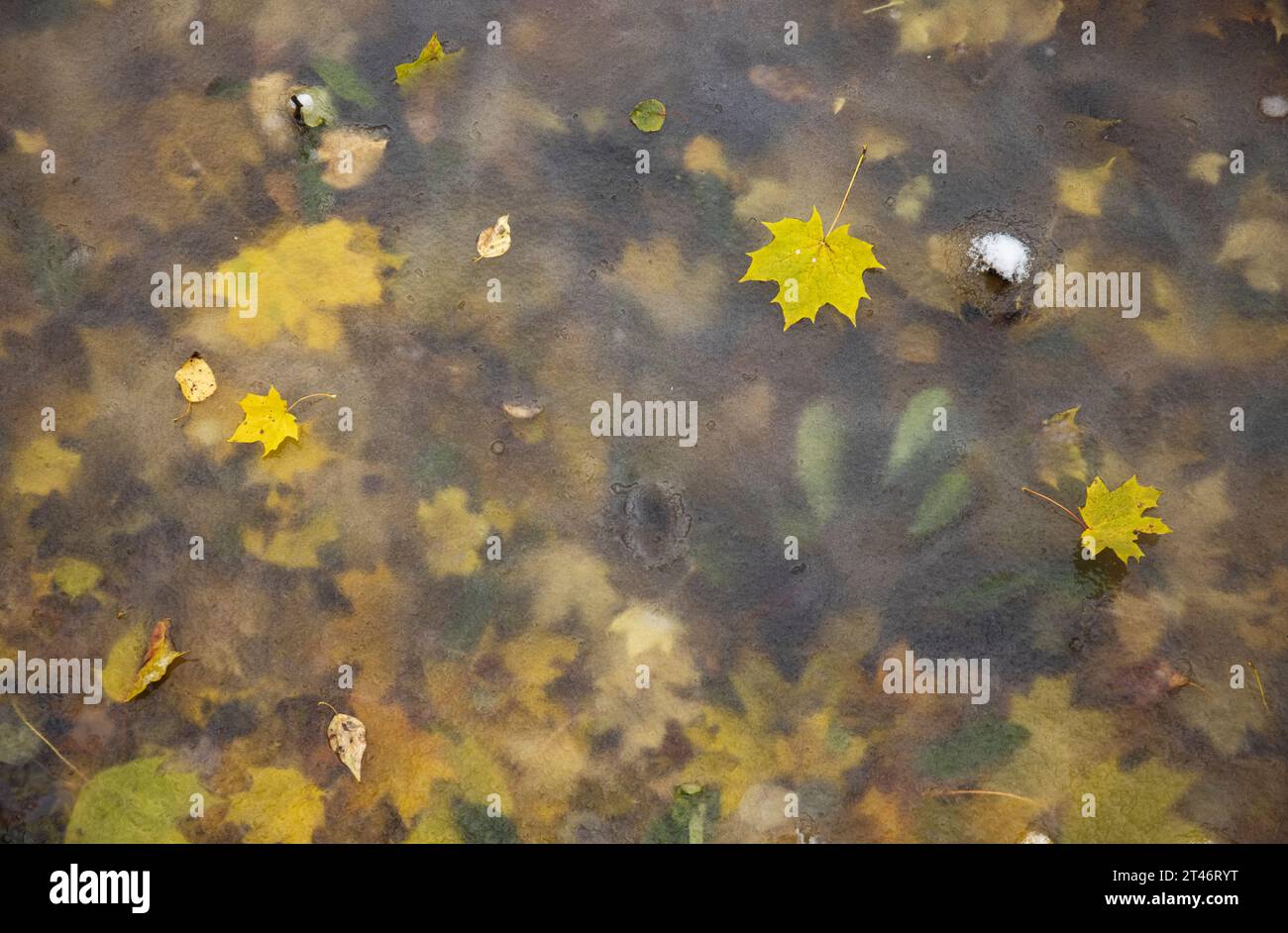 Yellow Autumn Beauty: Frozen Pond Underwater with Flower and Leaves ...
