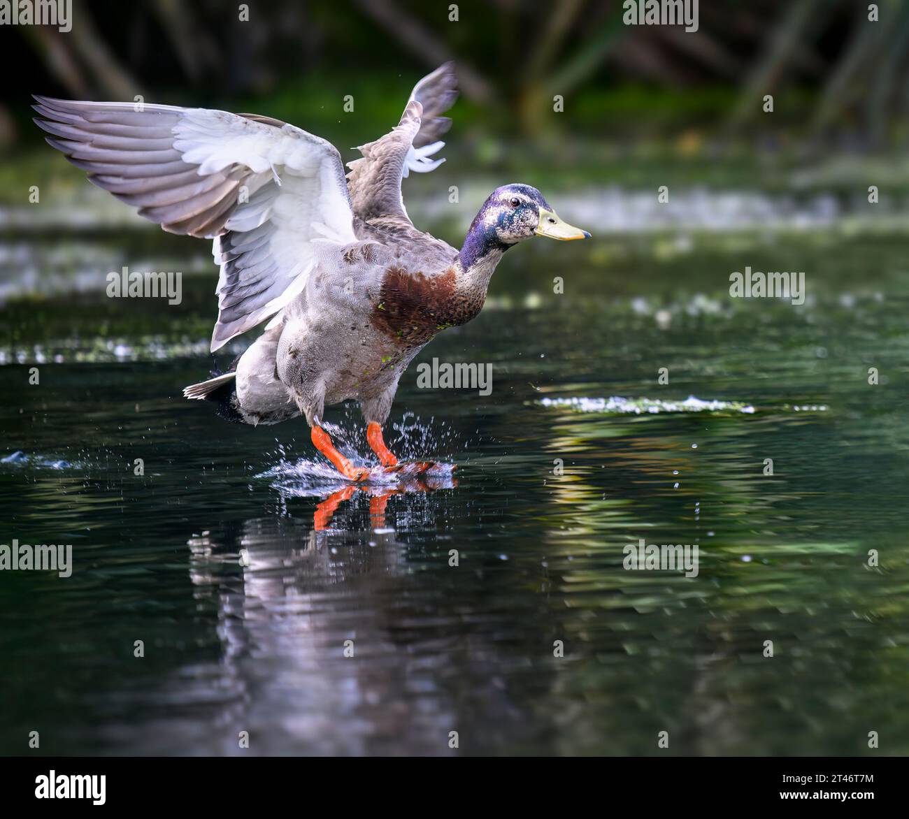 Duck landing on the water. Western Springs park. Auckland Stock Photo ...