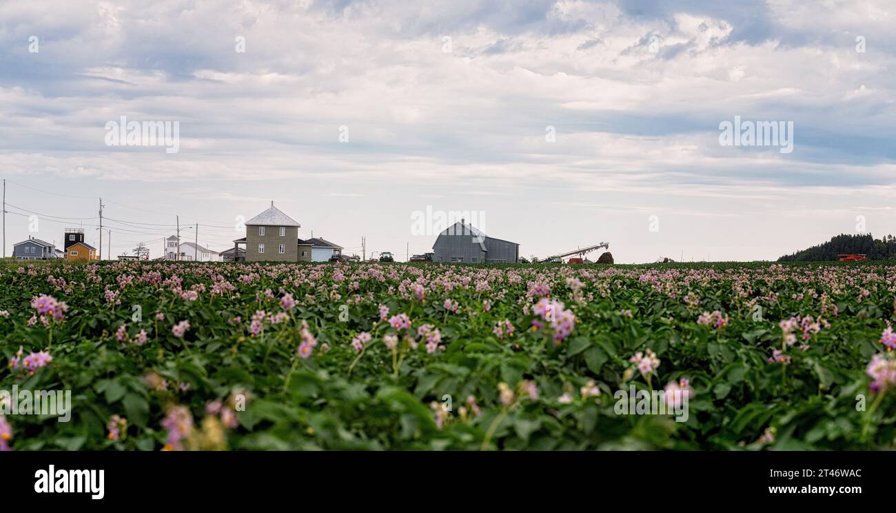 The lush potato fields in full bloom under the serene sky in Ste-Flavie ...