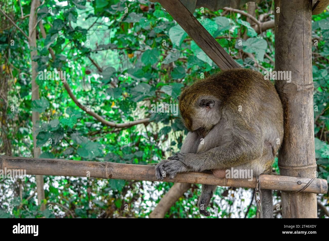 Monkey laughing hi-res stock photography and images - Alamy