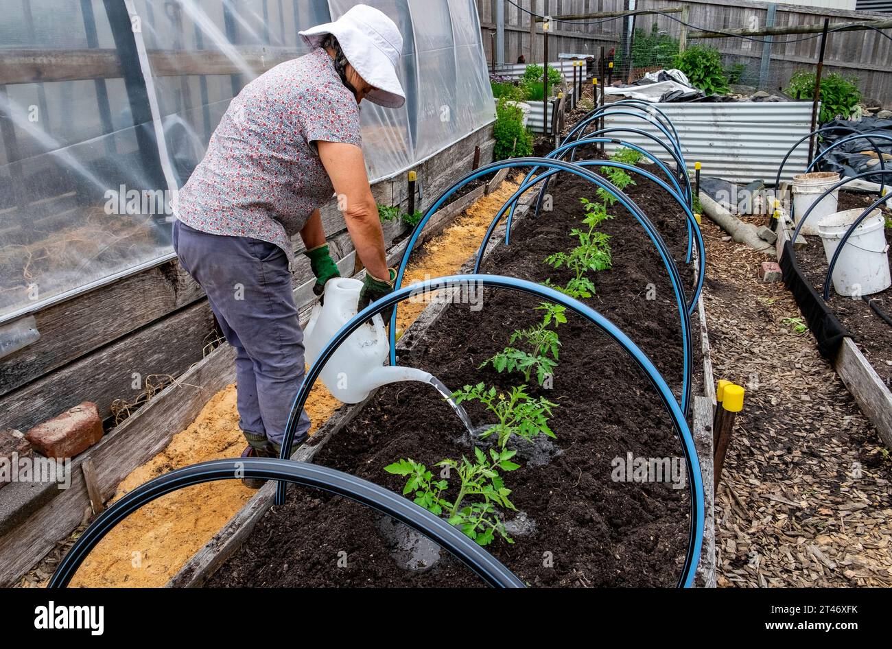 Watering in newly planted well hardened San Marzano tomato seedlings ...