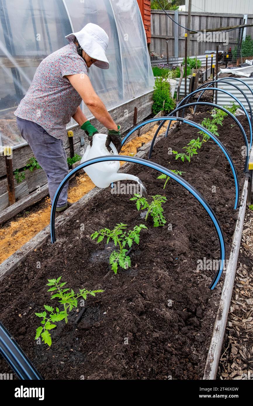 Watering in newly planted well hardened San Marzano tomato seedlings ...