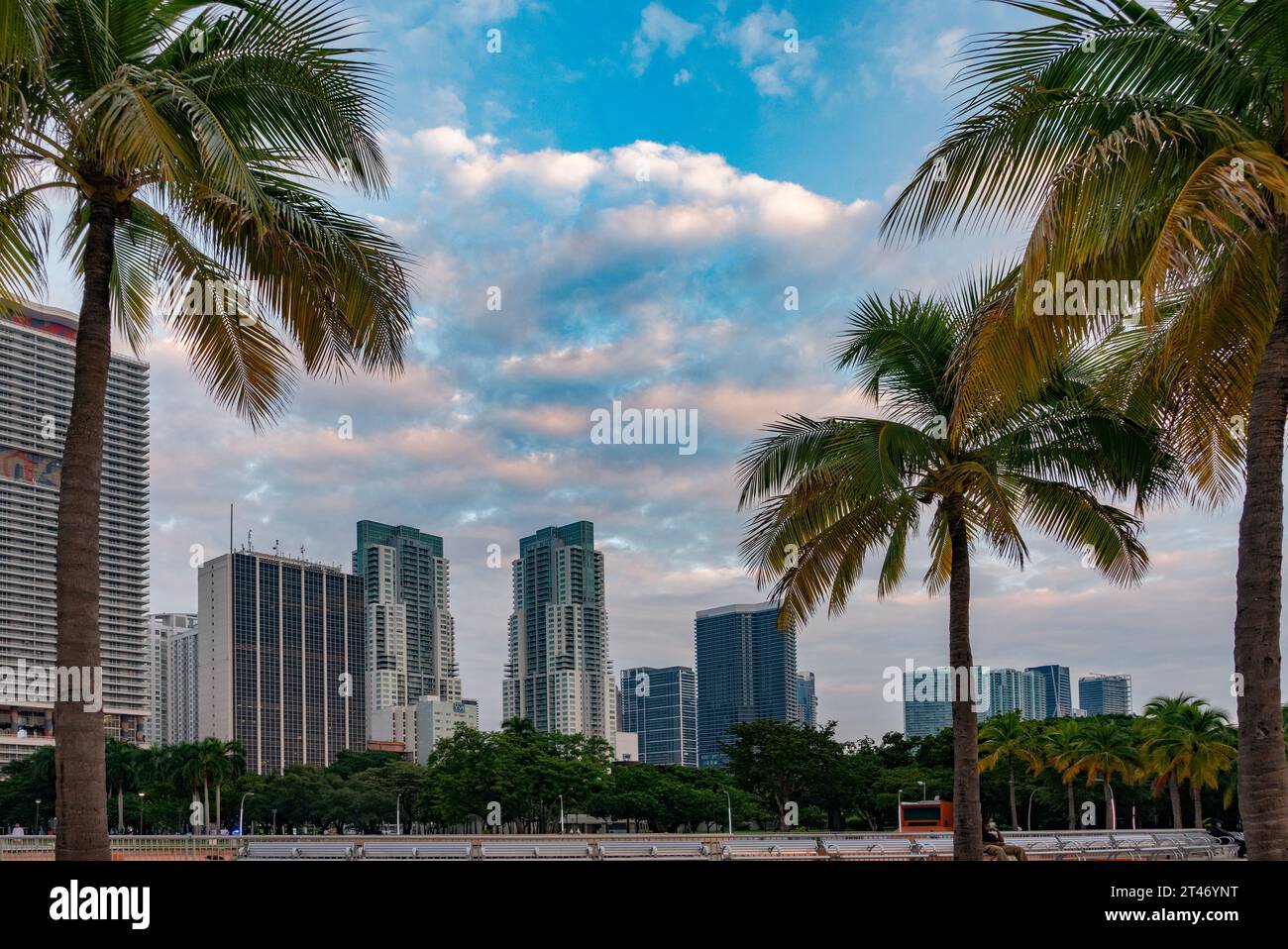 A tranquil morning in Miami with palm trees and commercial buildings ...