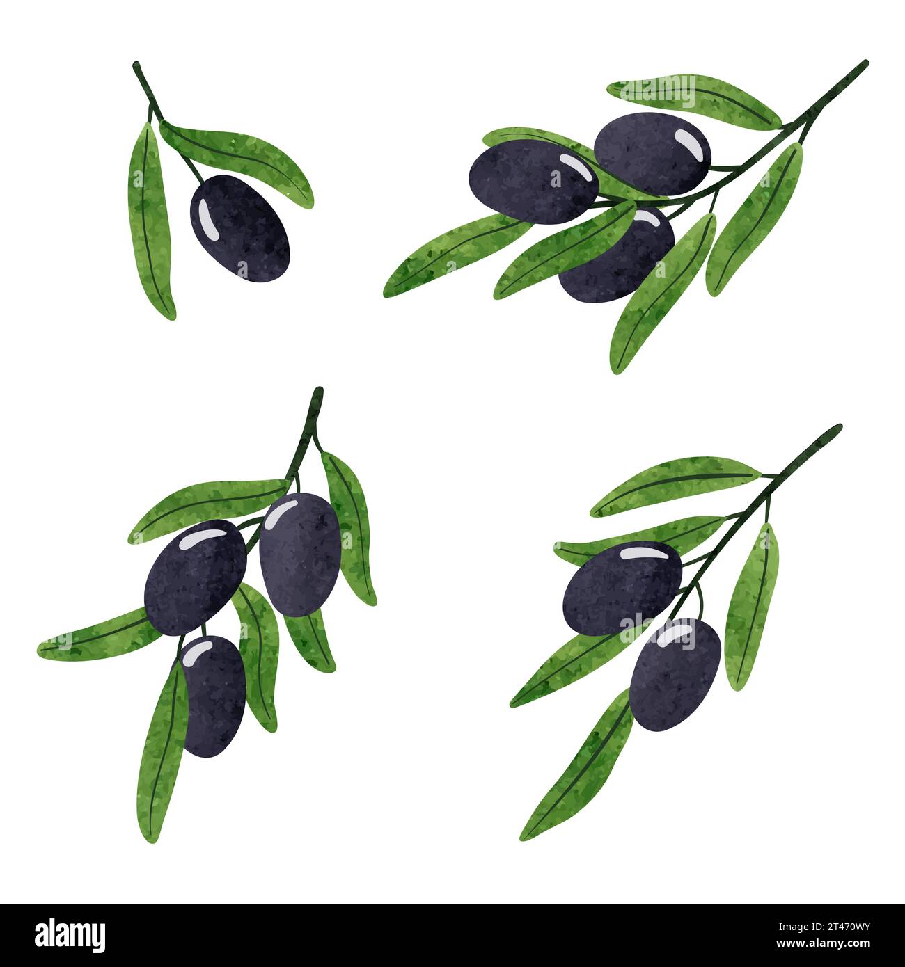 Set of watercolor olive branches. Vector olives illustration Stock ...