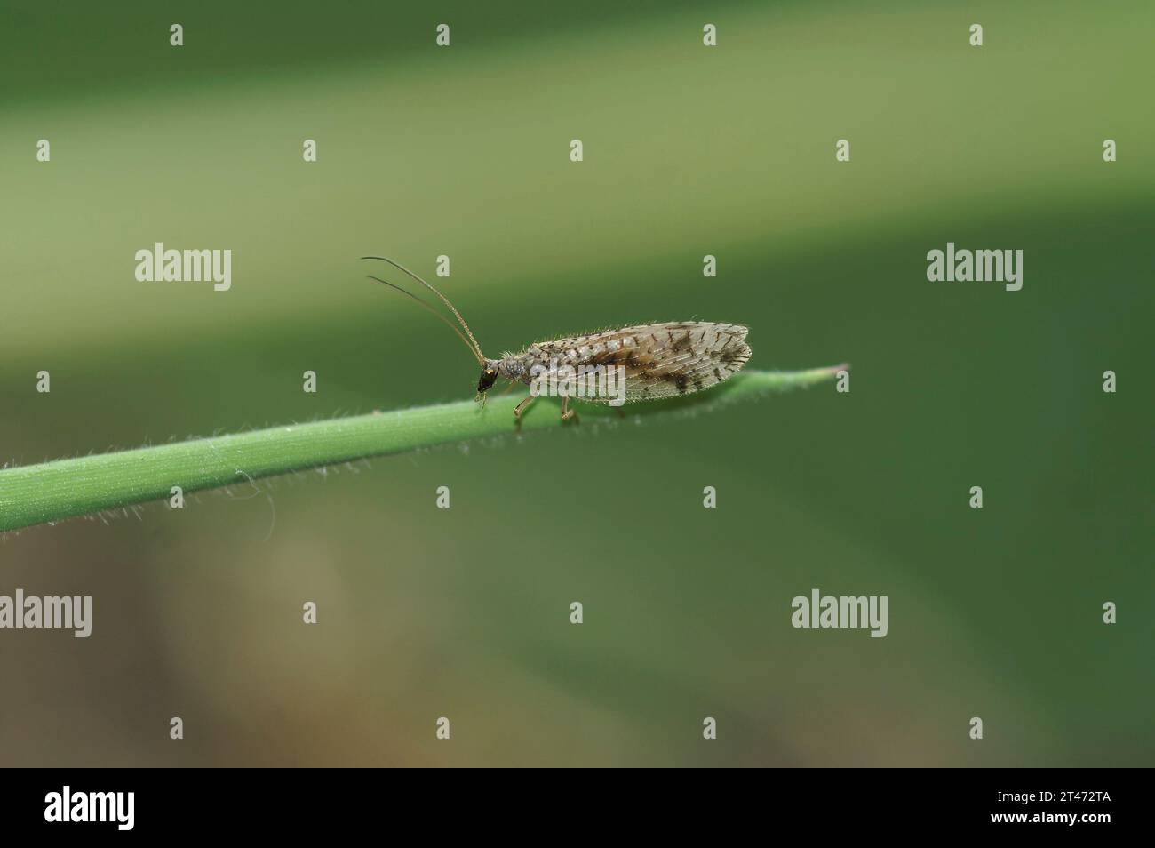 Natural closeup on the small brown lacewing, Micromus variegatus ...