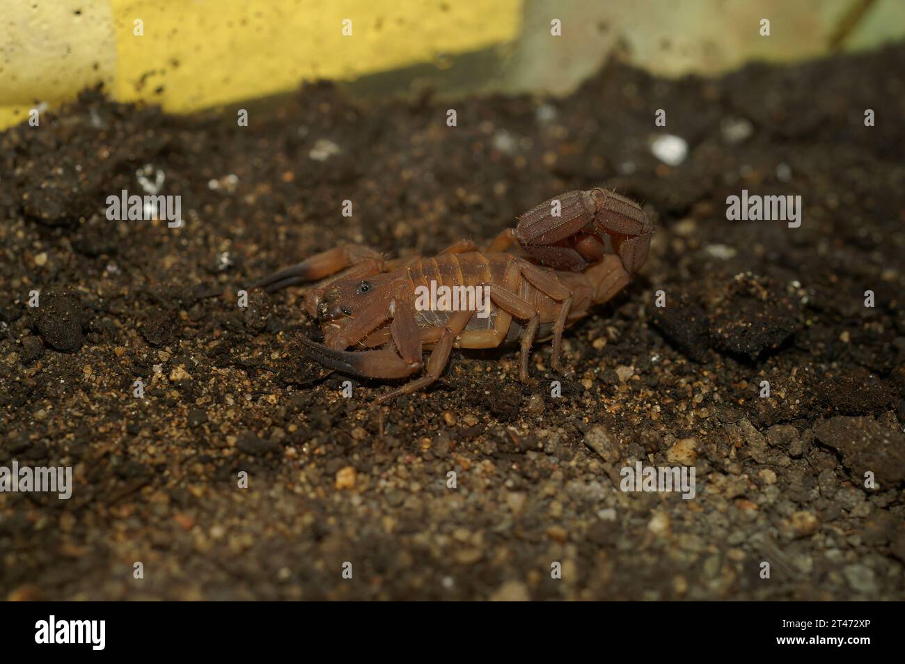 Rusty thick tailed scorpion hi-res stock photography and images - Alamy