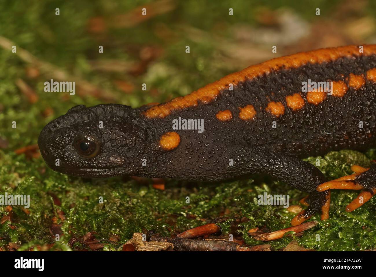 Natural closeup on a colorful but endangered adult Tiannan Crocodile ...