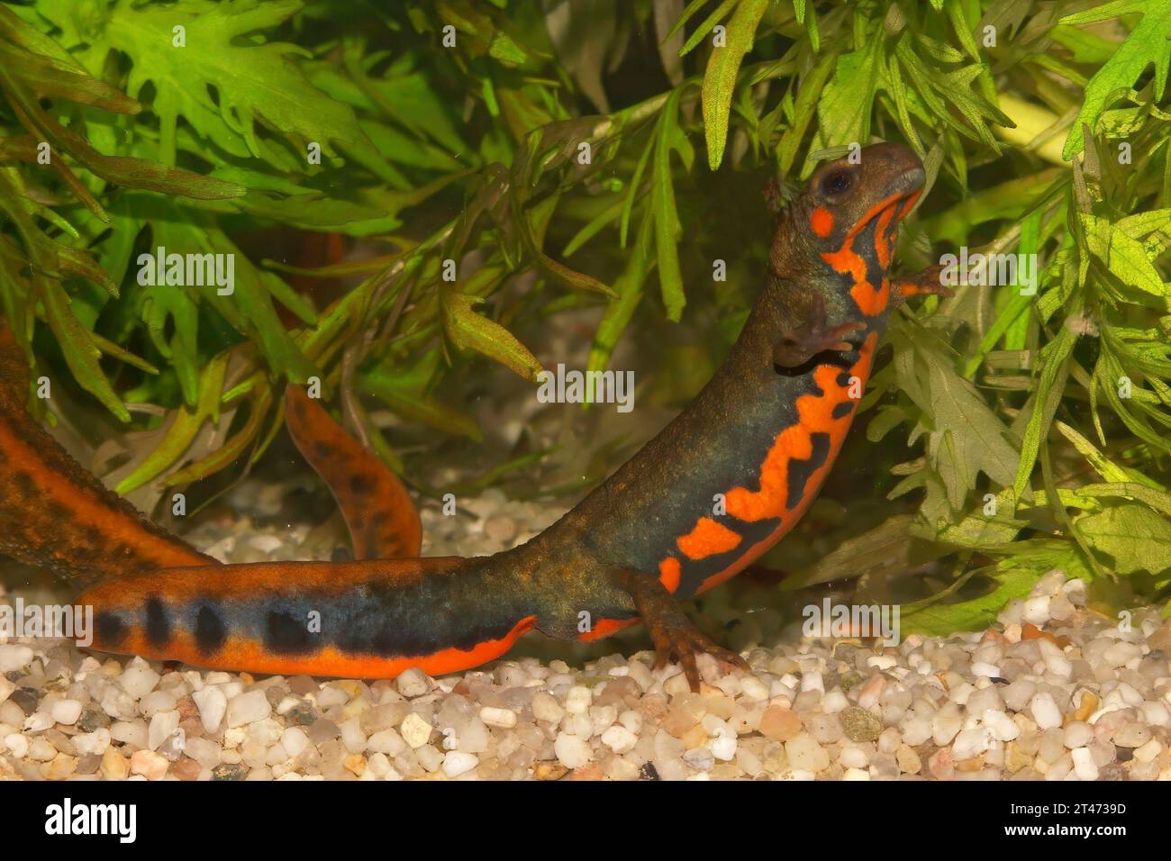 Detailed closeup on a colorful male of the endangered Chuxiong fire ...