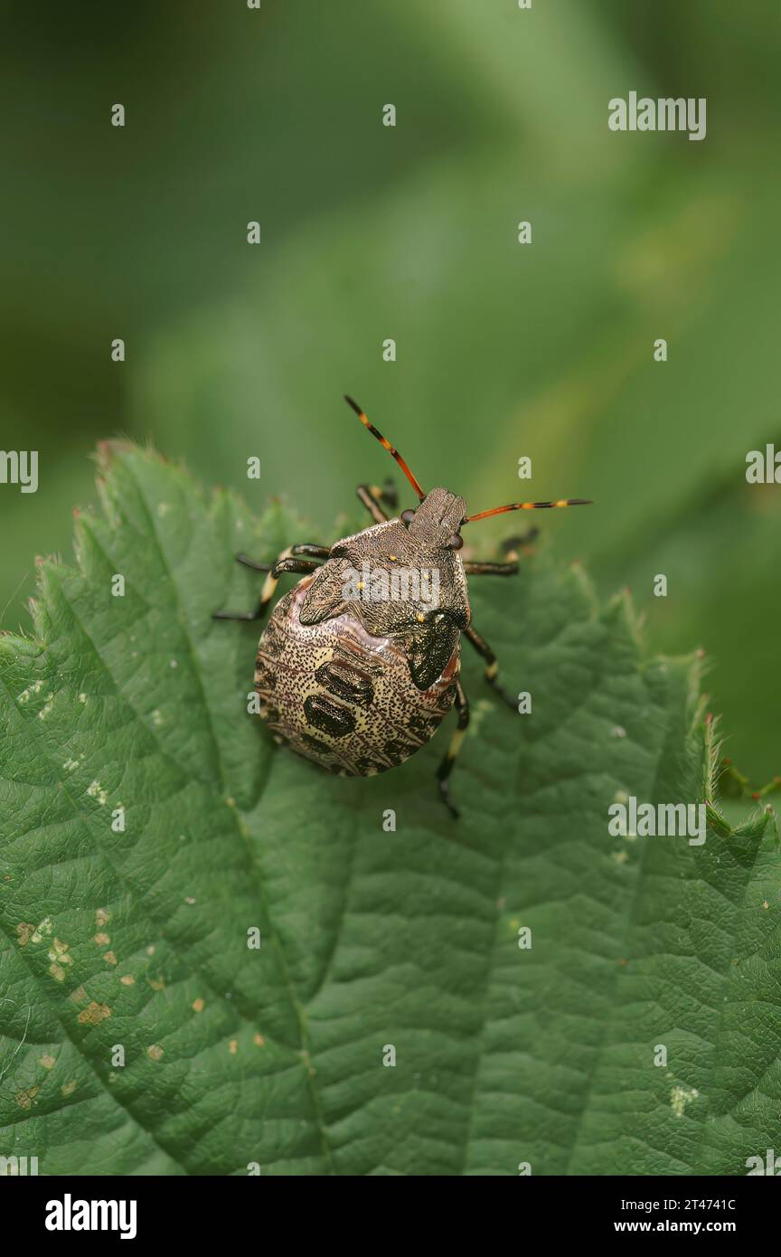 Red legged shield bug hi-res stock photography and images - Alamy