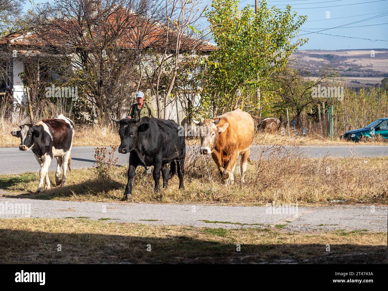Rhodope shorthorn cattle hi-res stock photography and images - Alamy