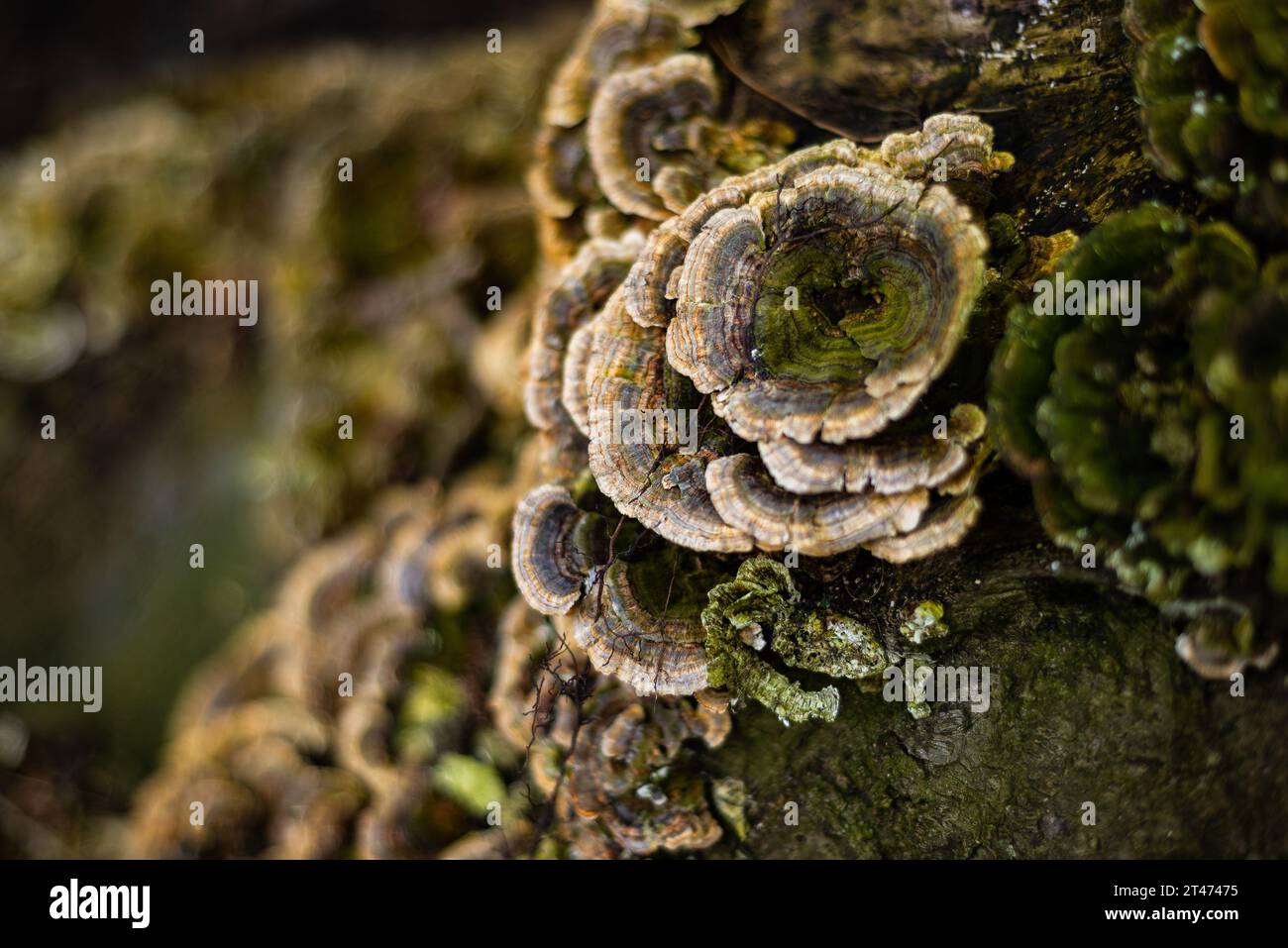 A close-up of a tree trunk showing a patch of green moss and a small ...