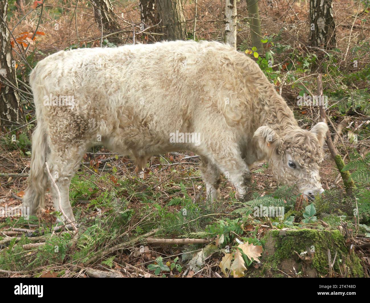 Natural closeup on a cute furry white Galloway cow grazing in a ...