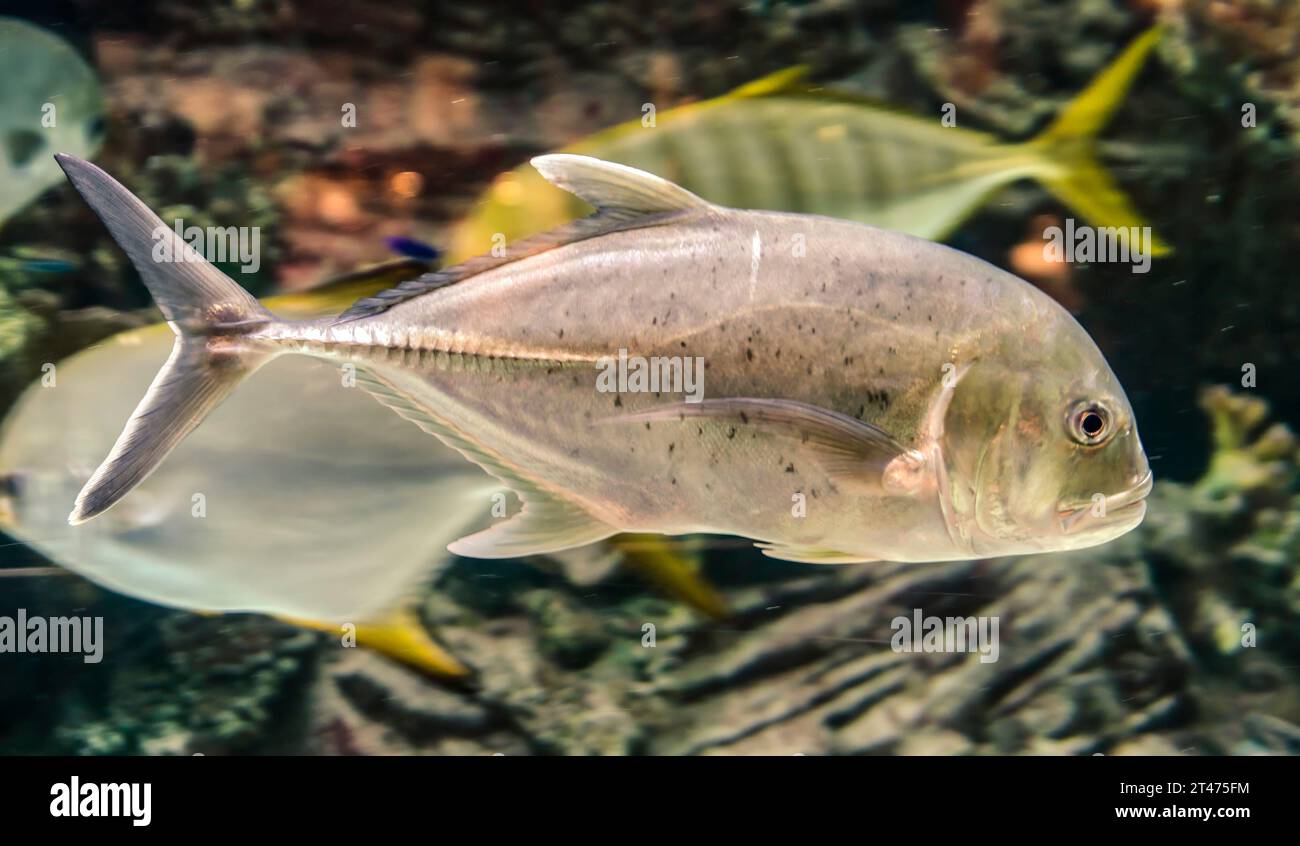 Silver fish swimming in the huge aquarium Stock Photo - Alamy
