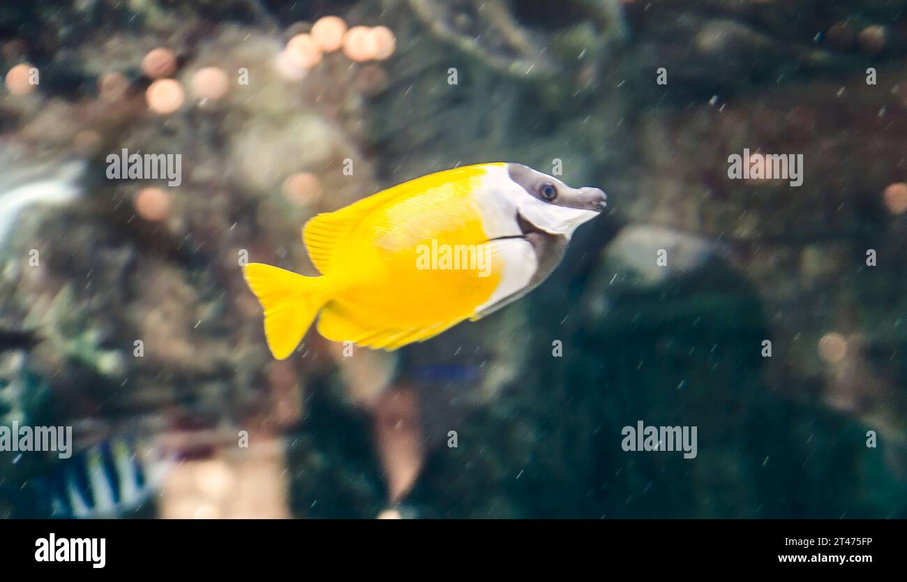 Yellow coral fish swimming hi-res stock photography and images - Alamy