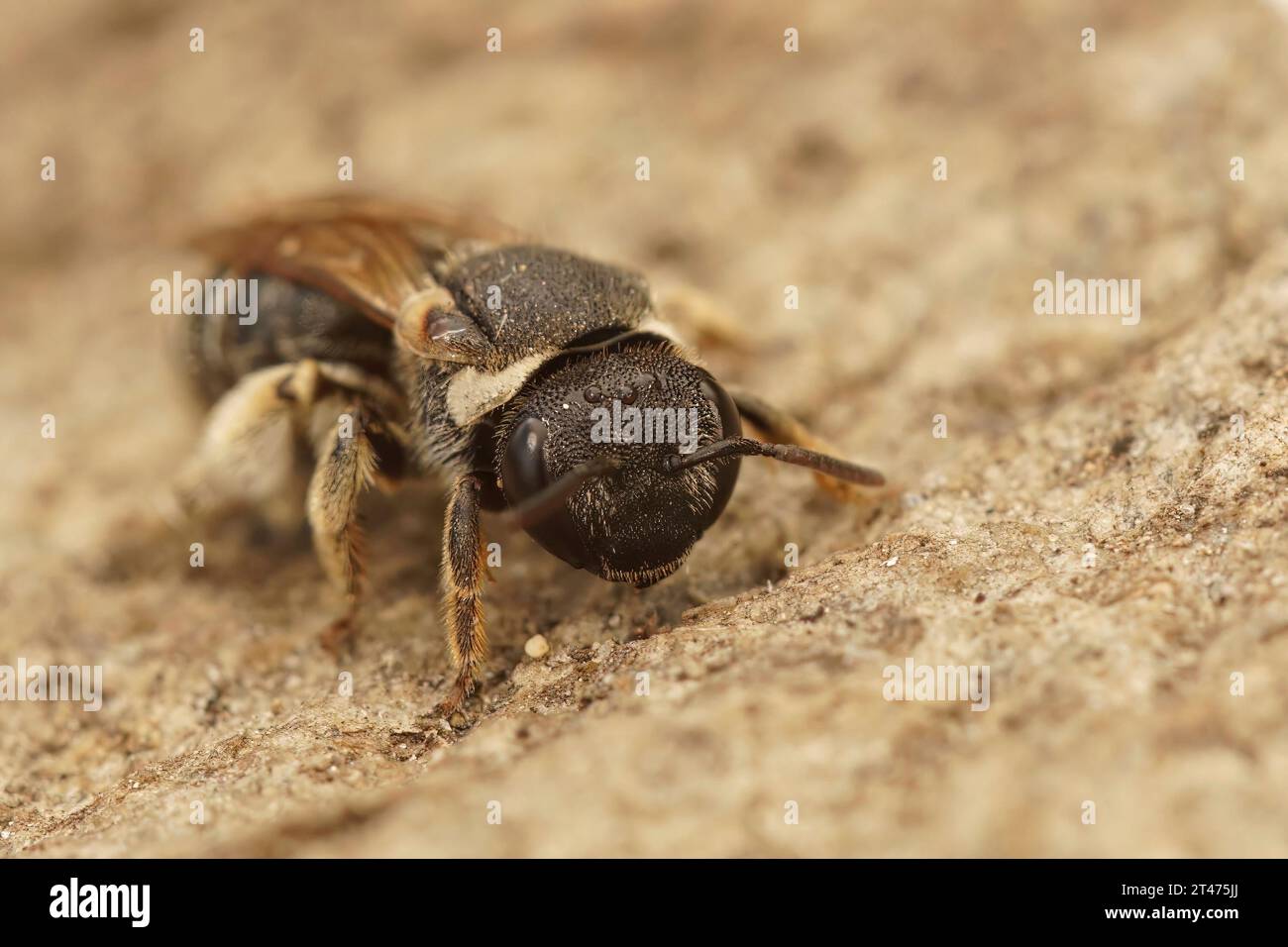 Nomia bee hi-res stock photography and images - Alamy