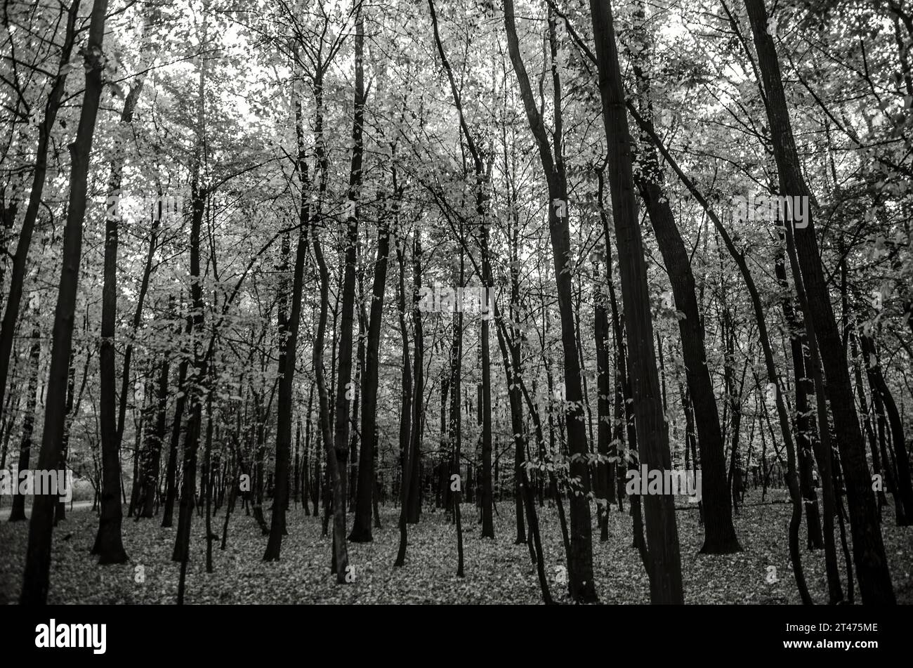 High contrast, black and white autumn forest photo Stock Photo - Alamy