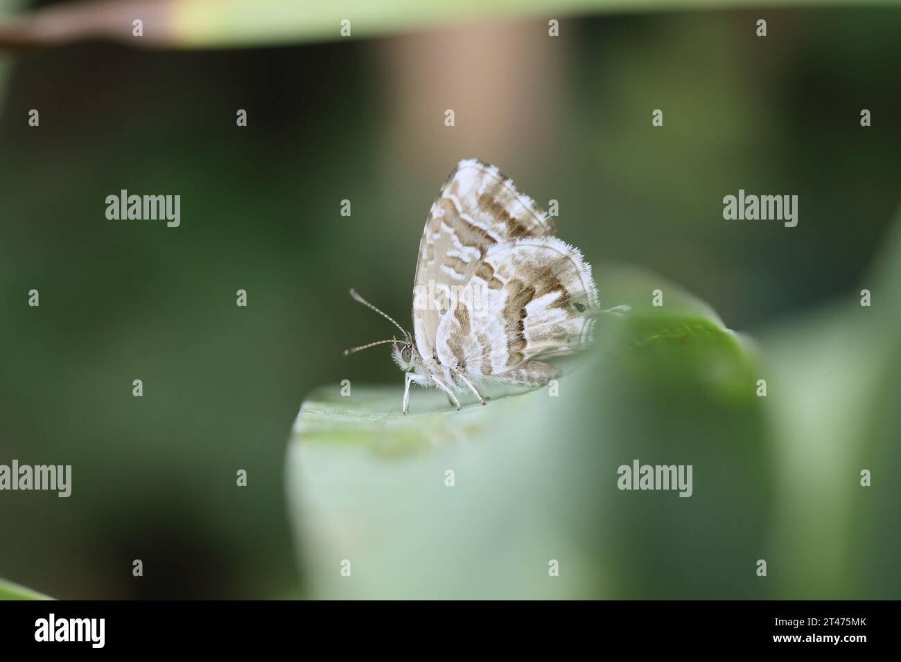 Geranium bronze (Cacyreus marshalli). An invasive species in Europe but ...