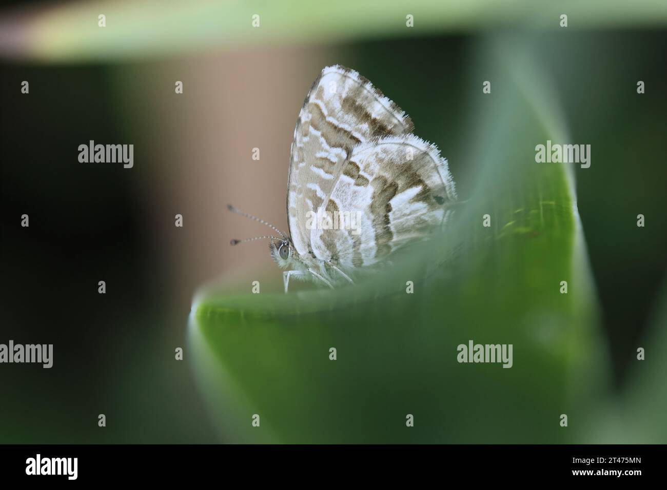 Geranium bronze (Cacyreus marshalli). An invasive species in Europe but ...