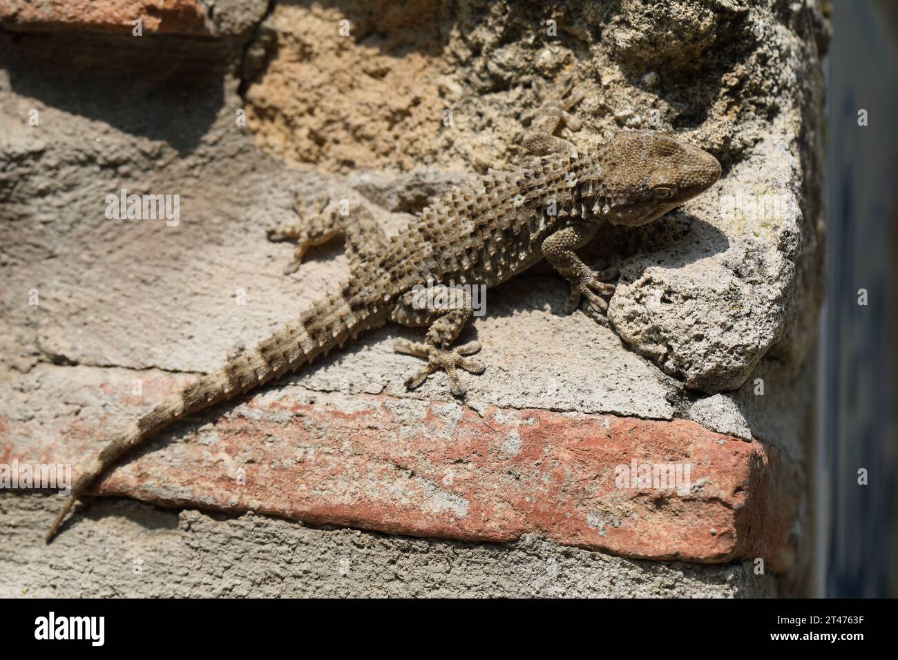 Common wall gecko (Tarentola mauritanica) photographed in Tuscany ...