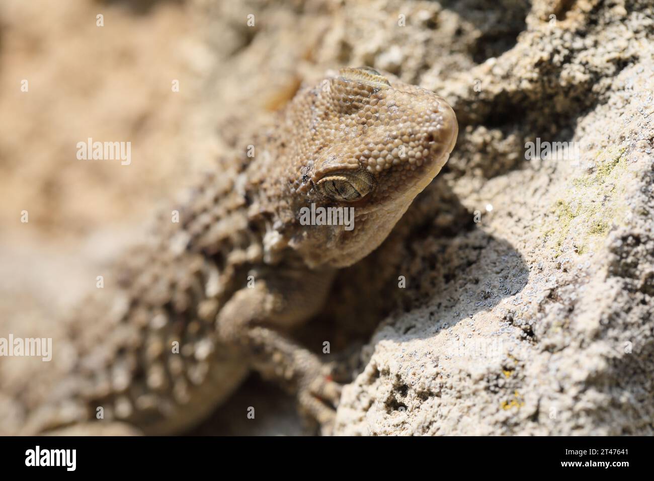 Common wall gecko (Tarentola mauritanica) photographed in Tuscany ...
