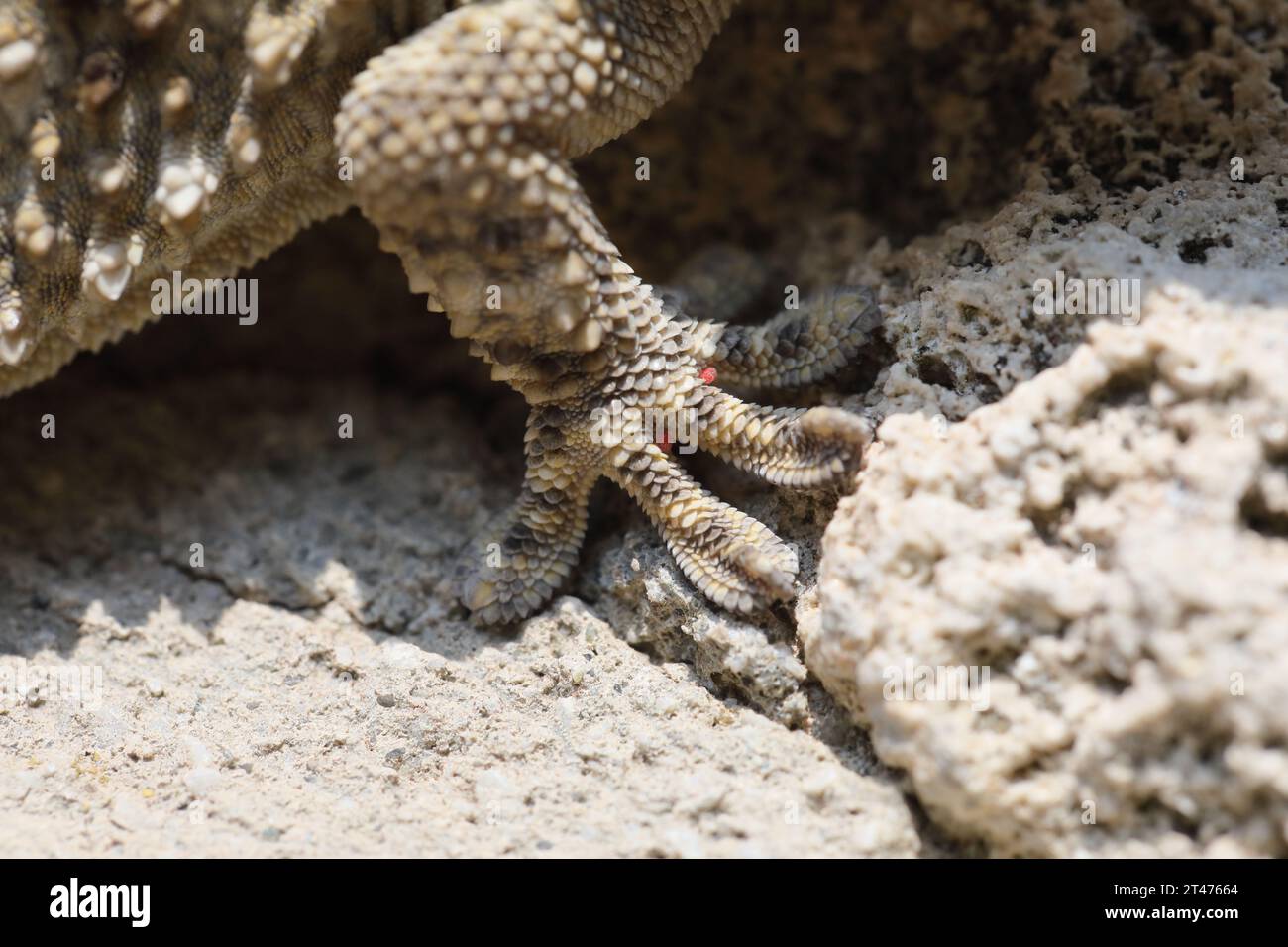 Common wall gecko (Tarentola mauritanica) photographed in Tuscany ...