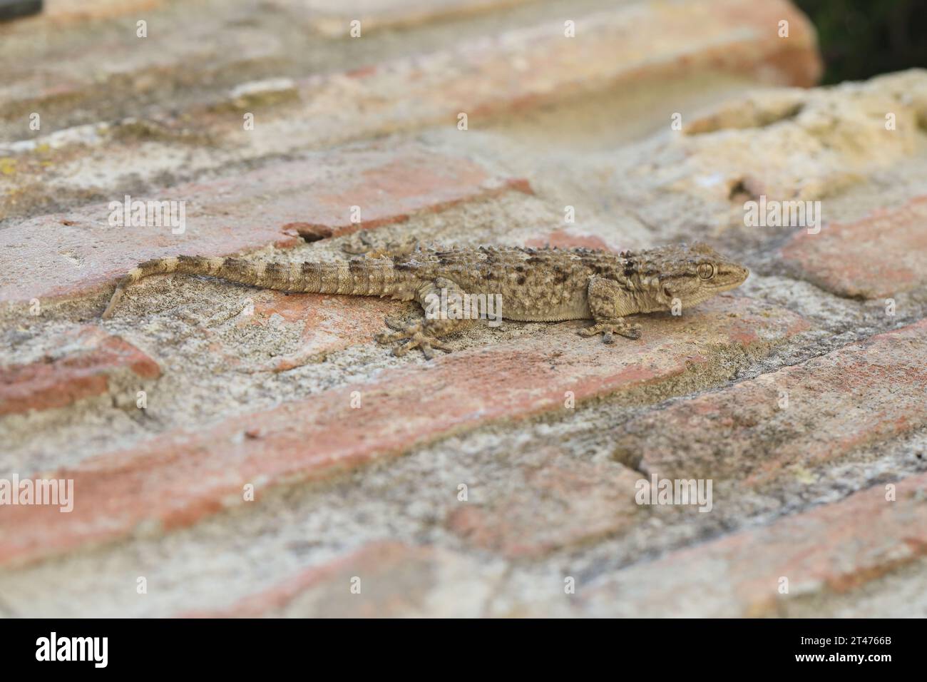 Common wall gecko (Tarentola mauritanica) photographed in Tuscany ...