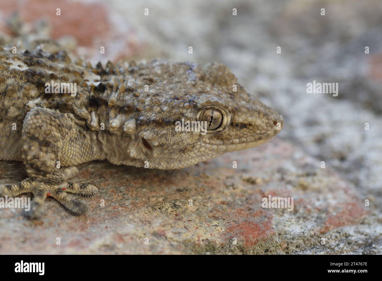 Common wall gecko (Tarentola mauritanica) photographed in Tuscany ...