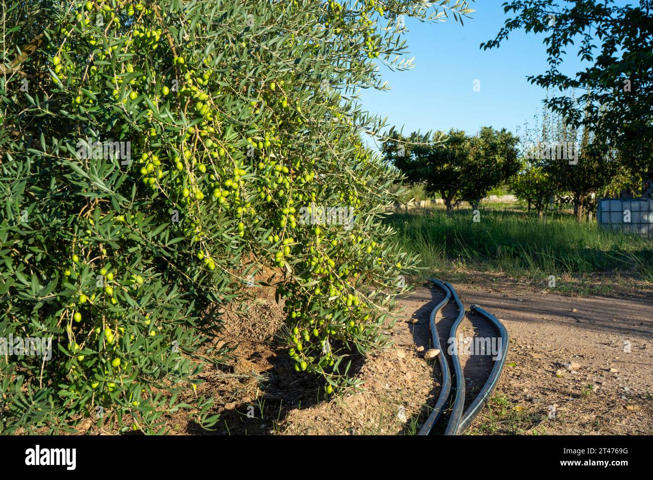 Closeup of an olive tree in full production in the crop orchard Stock ...