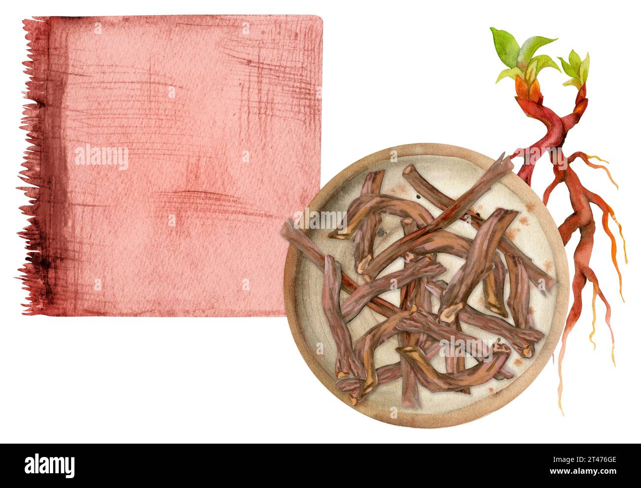 Hand drawn watercolor madder root coloring natural plant dye, materials ...