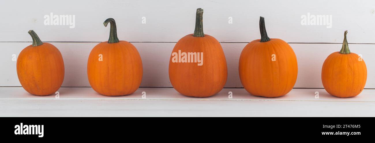 Five pumpkins of the same kind on white wooden background with copy ...