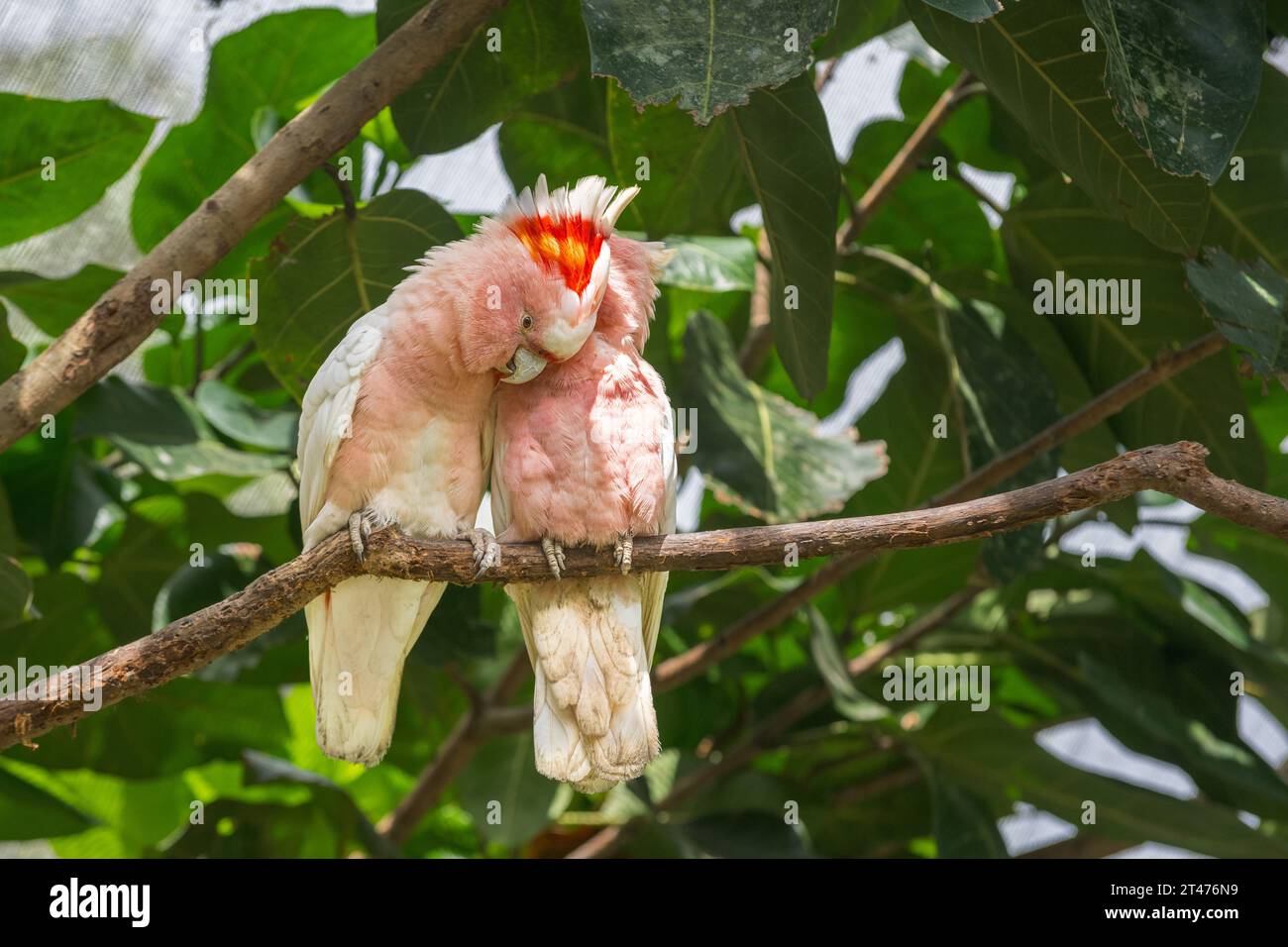 A mated pair of Major Mitchell or Pink Cockatoos are perched on a limb ...