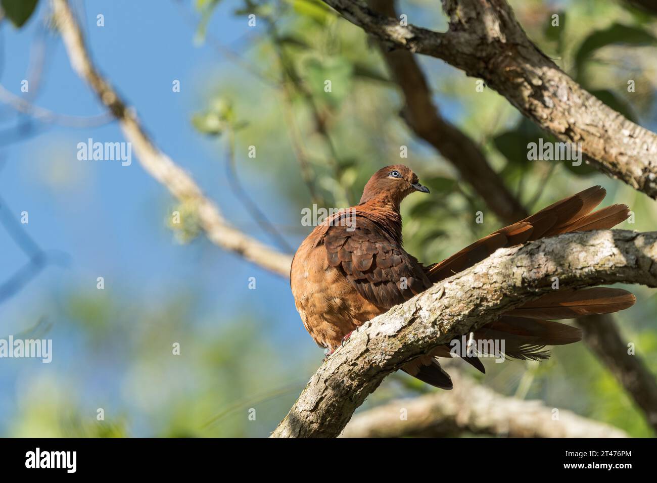 A single, male, Brown Cuckoo-Dove stops to begin preening its plumage ...