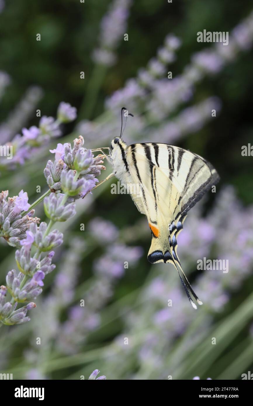 Butterflies of southern italy hi-res stock photography and images - Alamy