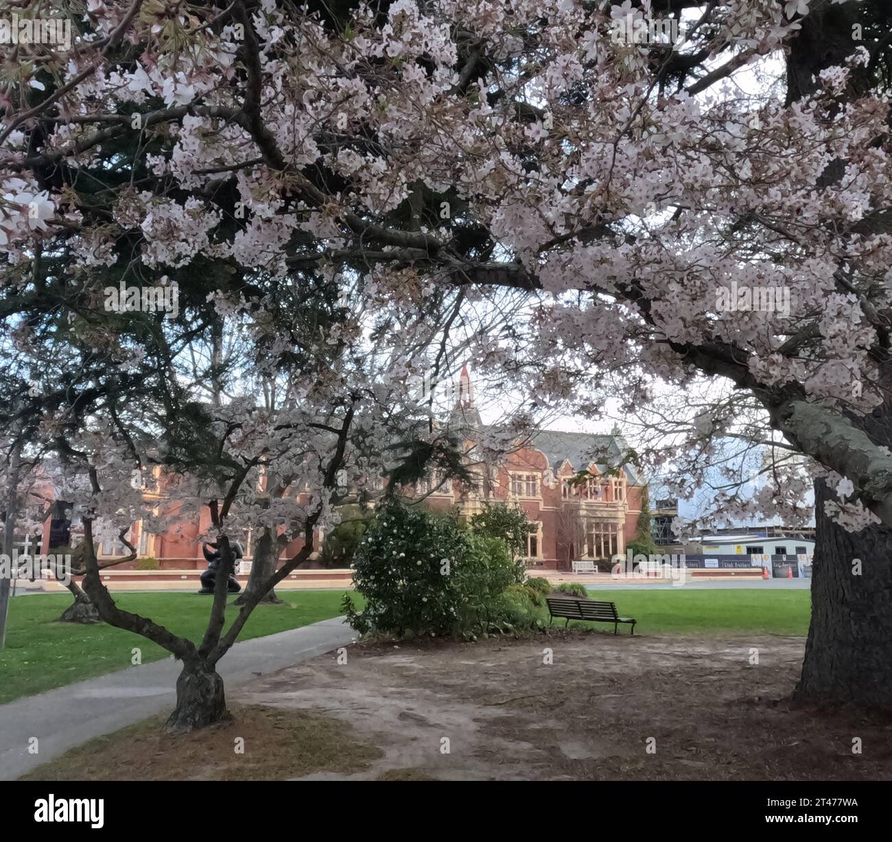 Spring blossoms in Lincoln university , Christchurch, New Zealand Stock ...