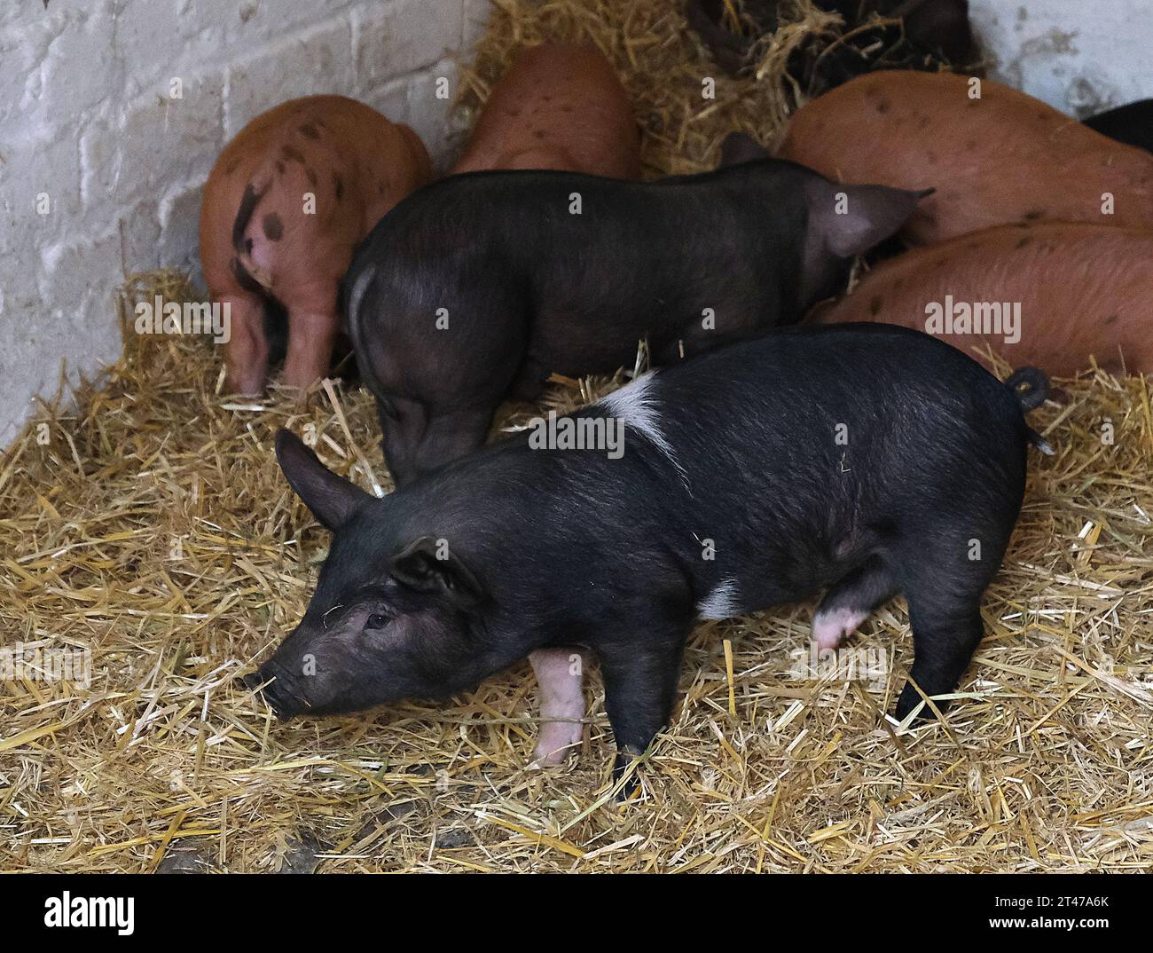 To feed his family hi-res stock photography and images - Alamy