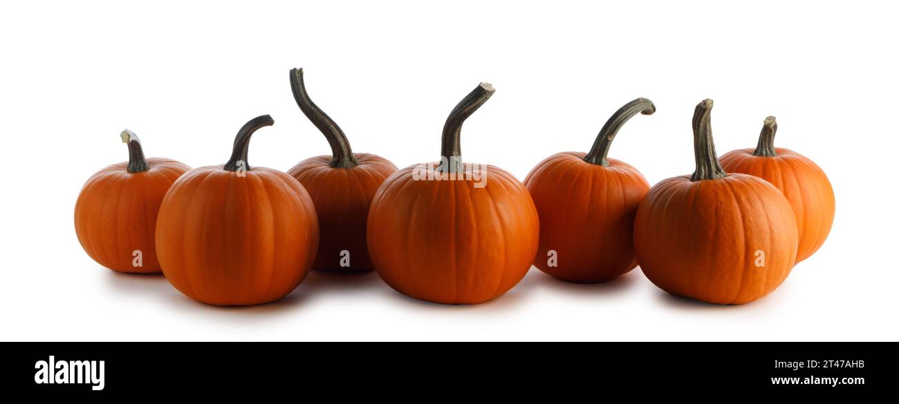 Autumn border of pumpkins in a row isolated on white background Stock ...