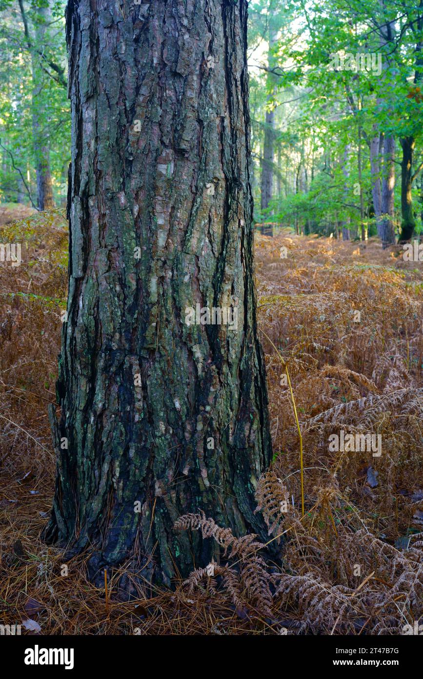 Corsican pine hi-res stock photography and images - Alamy