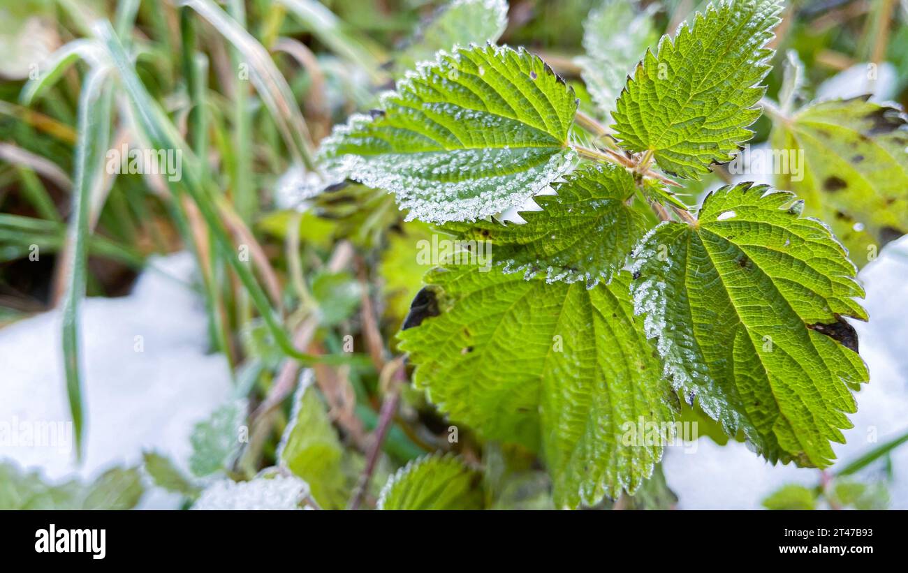 Nettles frozen frost hi-res stock photography and images - Alamy