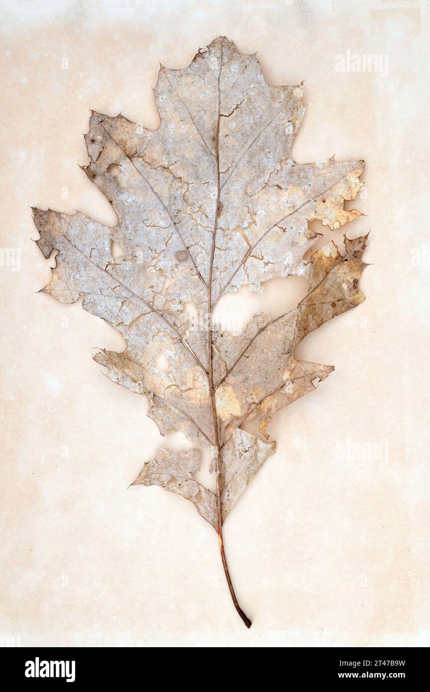 Single leaf of Red oak or Quercus rubra tree bleached and battered by ...