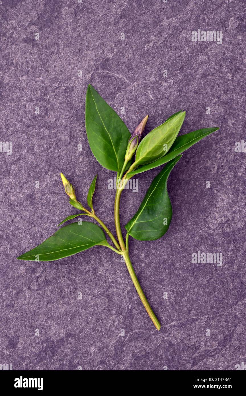 Stem of Greater periwikle or Vinca major with fresh green leaves and ...