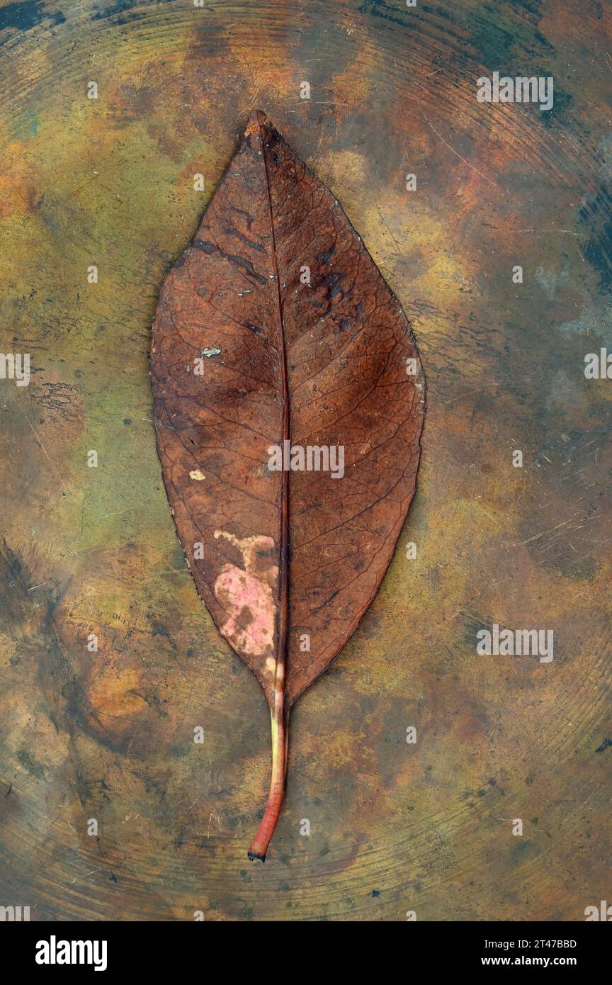 Single brown leaf with patches of pink of Cherry laurel or Prunus ...