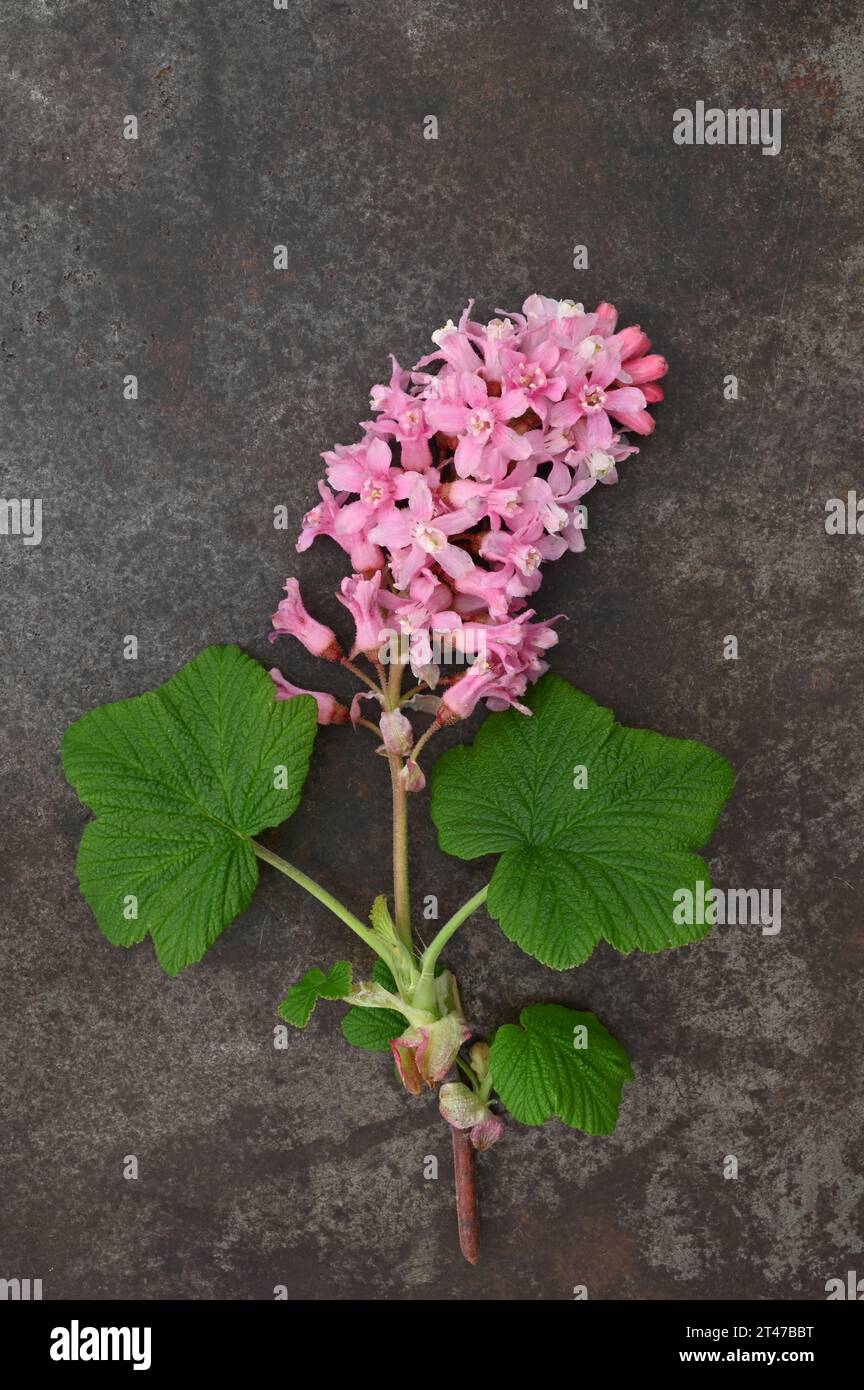 Spray of pink flowers and green leaves of Ornamental currant or Ribes ...