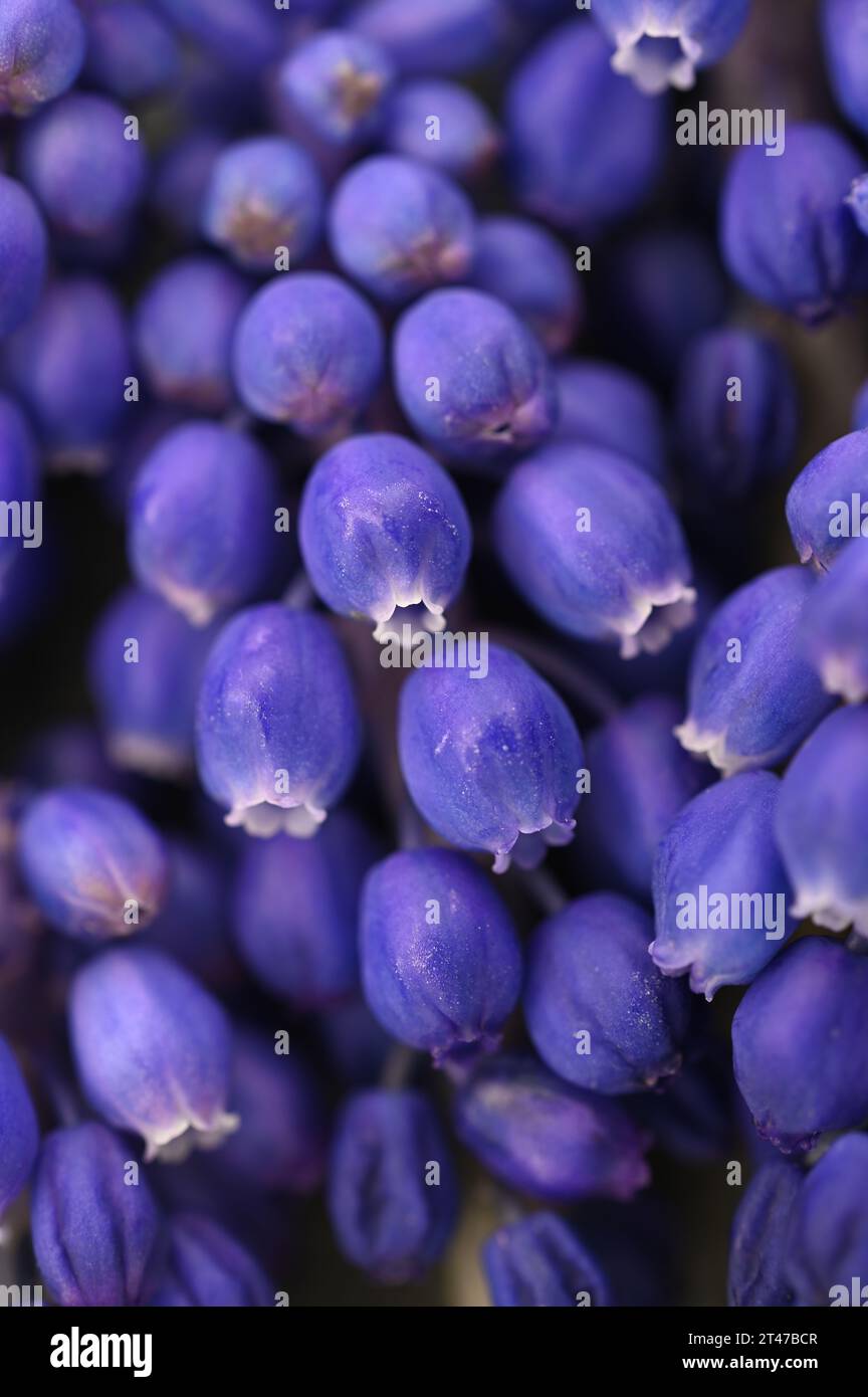 Close up of deep blue flowers of Grape hyacinth or Muscari Stock Photo ...