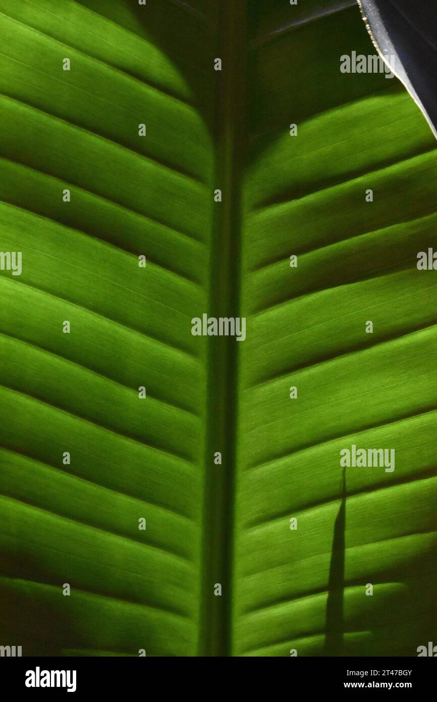 Strelitzia augusta hi-res stock photography and images - Alamy