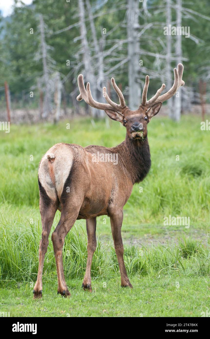 Bull Elk look back, North America Stock Photo - Alamy